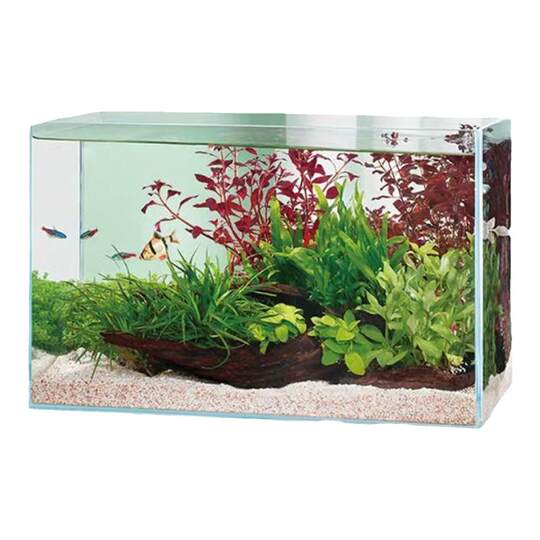 Ultra-White Glass Fish Tank - Eco-Friendly Desktop Habitat for Goldfish ...