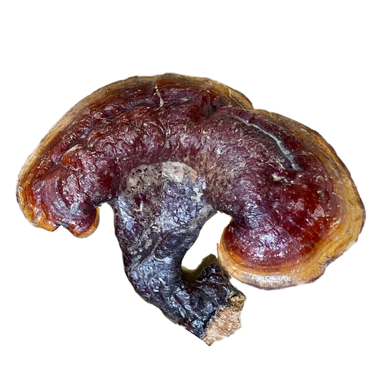 Tibetan Red Ganoderma Lucidum - 250g Irisan Lingzhi - Herbal Obat ...