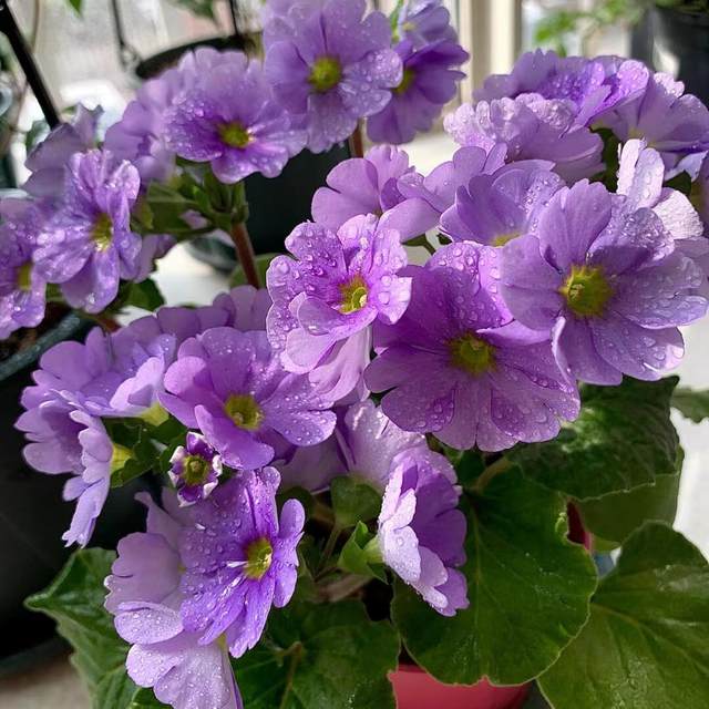 Cold -resistant flowers Four Seasons Sakura Paste Plants with Buds Bud ...