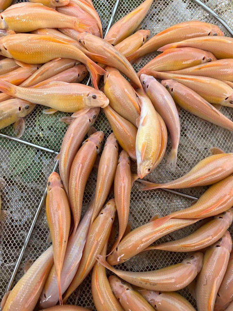 New large -sized golden moss mouse fish removing algae clear tank ...