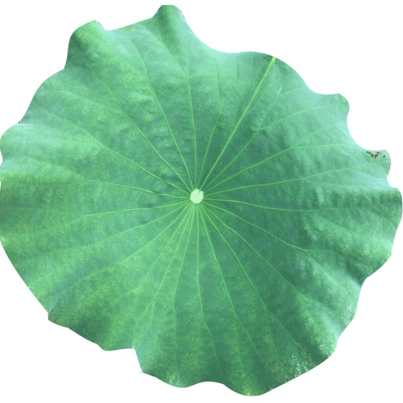 Fresh Lotus Leaf Porridge Rice Glutinous Rice Chicken Beggar Chicken ...