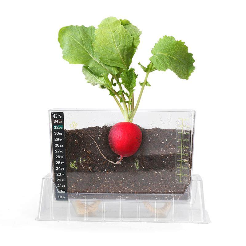Sun Room Planting Children's Science Experiment Set - Vegetable Plant ...
