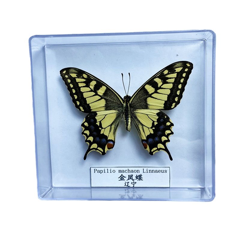 Real Butterfly Specimen - Insect Display in Transparent Box