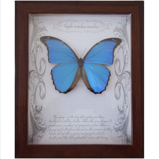 Butterfly Specimens Big Blue Morpho - Real Butterfly Specimens ...