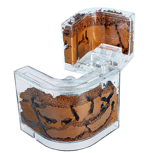 Smiješne Životinje Mravlja Farma - Mravlji Gnijezdo Dvorac s Gipsanim Tlom