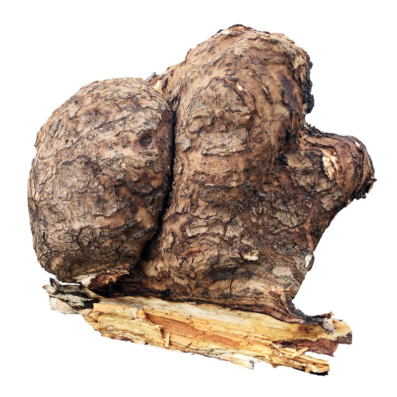 Yunnan Fresh Tuckahoe 1kg - Ailao Mountain Origin Distribution Chinese ...