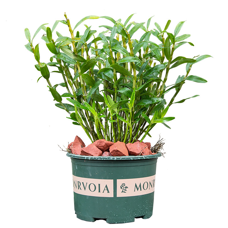 Dendrobium Seedlings: Nobile, Drumstick, Ball Flower, Potted Edible ...