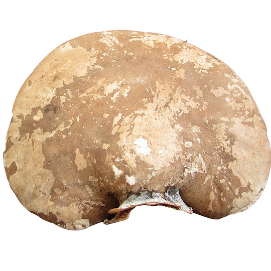 Ganoderma lucidum blanco salvaje 250 g - ganoderma lucidum del noreste ...