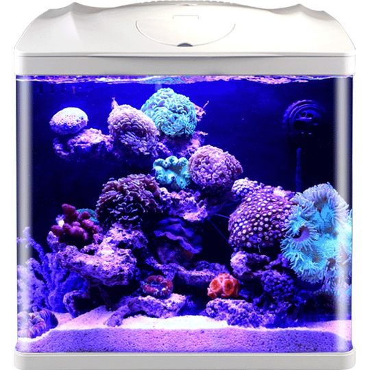 Sensen Fish Tank Aquarium Glass Desktop - Medium-Sized Living Room Eco ...