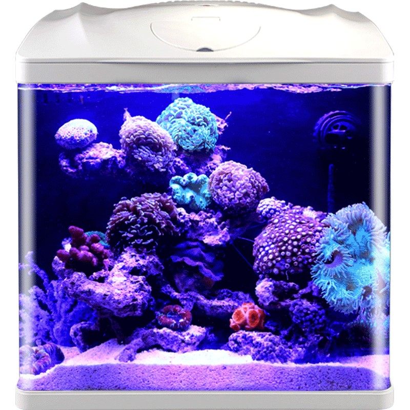 Sensen Fish Tank Aquarium Glass Desktop - Medium-Sized Living Room Eco ...