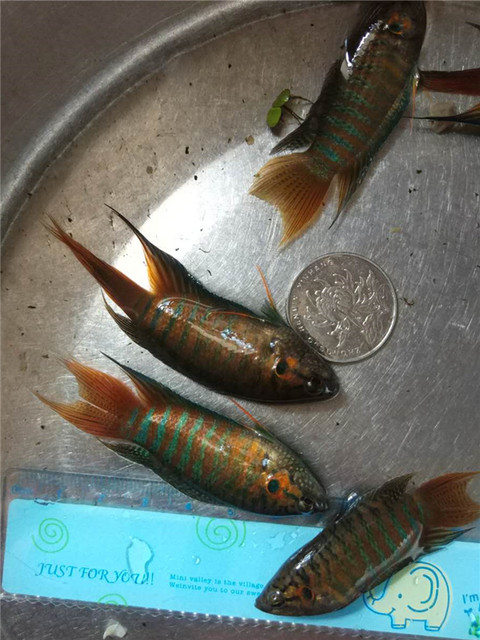 Guo Dou Fighting Fish Living Fish does not require oxygen and cold ...