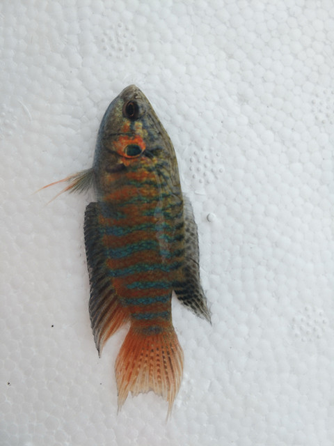 Guo Dou Fighting Fish Living Fish does not require oxygen and cold ...