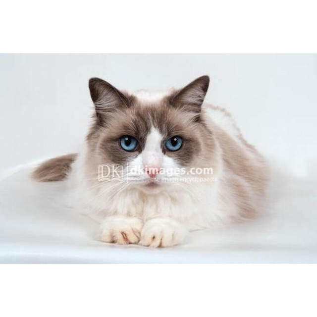 DK cat encyclopedia pet encyclopedia cat slave shovel excrement ...