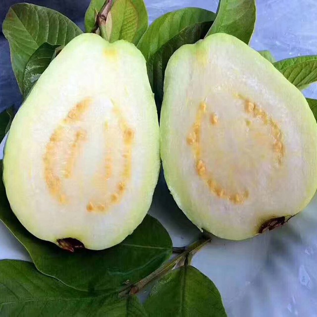 New varieties of seedless ruby watermelon guava seedlings grafted ...