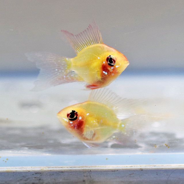 Gold Bozi Pikachu Gold Bozi Fish Gold Dutch Phoenix Fish Short Bream ...