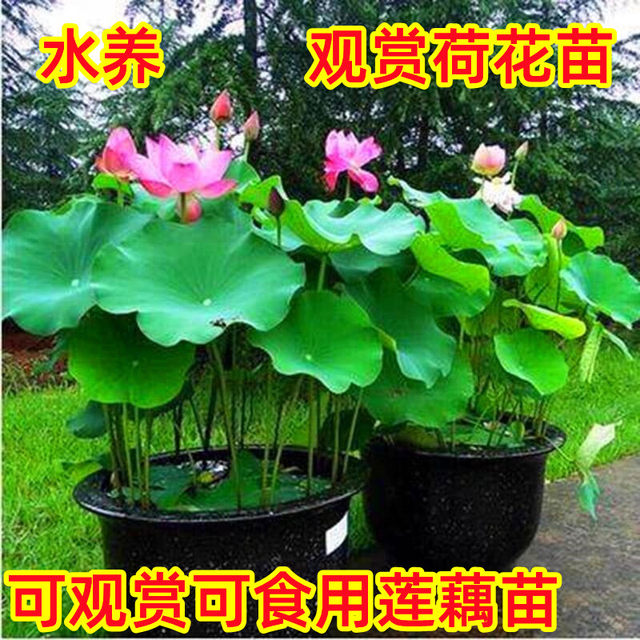 Edible lotus root seedling seedling root pond high-yield large edible ...