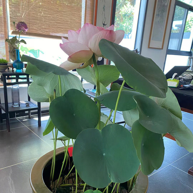 Edible lotus root seedling seedling root pond high-yield large edible ...