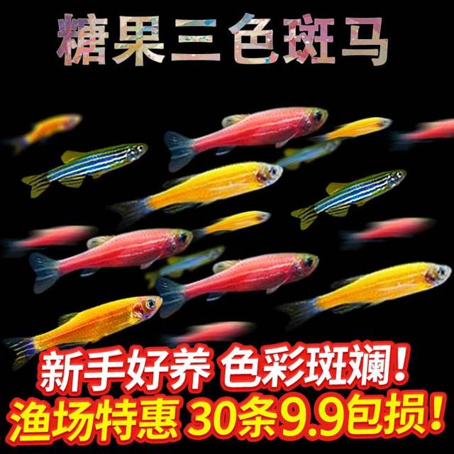 Good raising and resistant to live zebrafish tropical ornamental fish ...