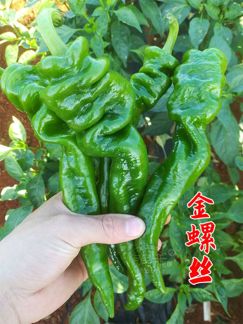 Screw pepper seedlings, small pepper seedlings, four seasons of ...