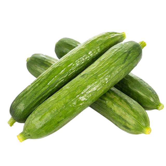 Dutch fruit cucumber seedlings summer potted seedlings autumn cucumber ...