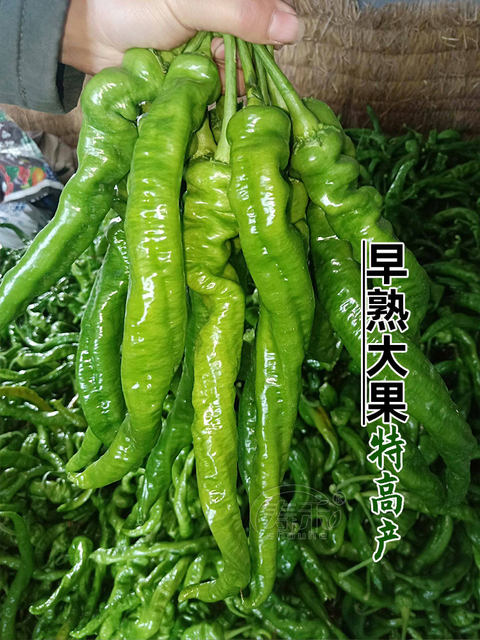 Screw pepper seedlings, small pepper seedlings, four seasons of ...