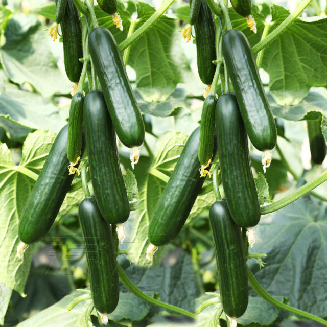 Dutch fruit cucumber seedlings summer potted seedlings autumn cucumber ...