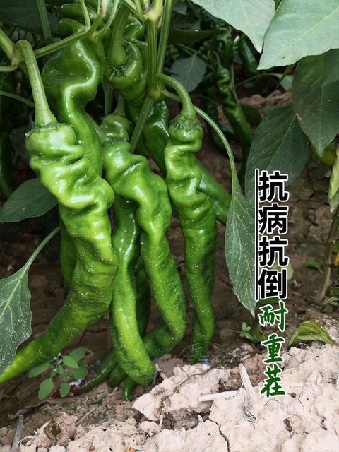 Screw pepper seedlings, small pepper seedlings, four seasons of ...