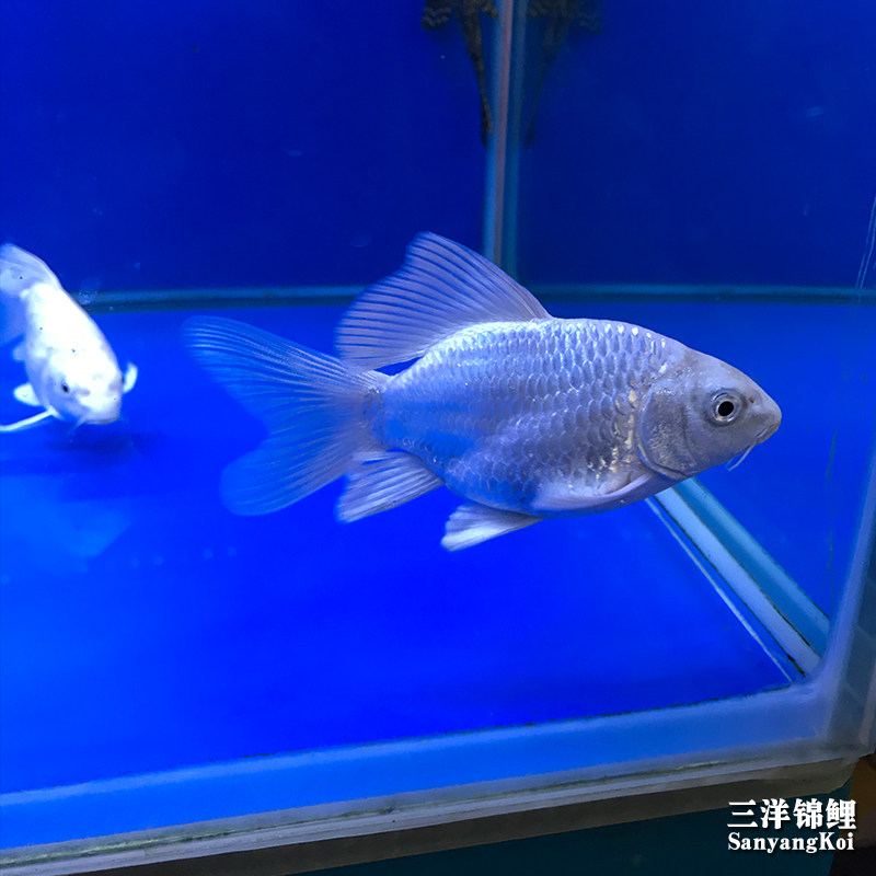 Taiwan purebred butterfly dragon carp boutique lion head spherical ...
