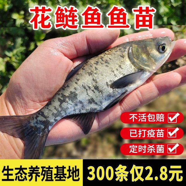 Silver carp fry, black bighead carp fry, fat-headed fish fry, big ...