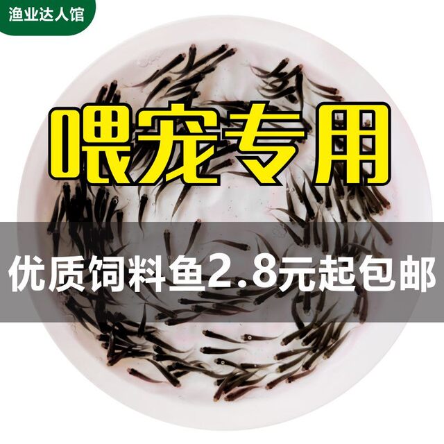 Grass carp freshwater farming small fish fry, green carp, sea bass ...