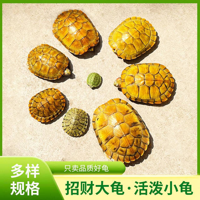 Turtle living animal Brazilian tortoise couple golden tortoise pet ...