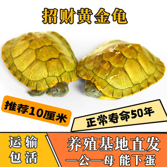 Turtle living animal Brazilian tortoise couple golden tortoise pet ...