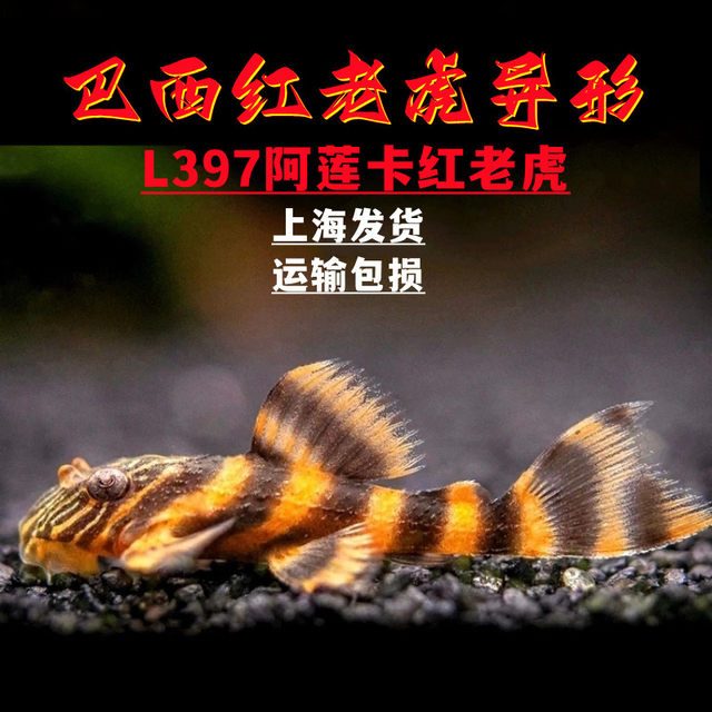 Brazilian Red Tiger Mouse Different type L397 UNAC red tiger artificial ...