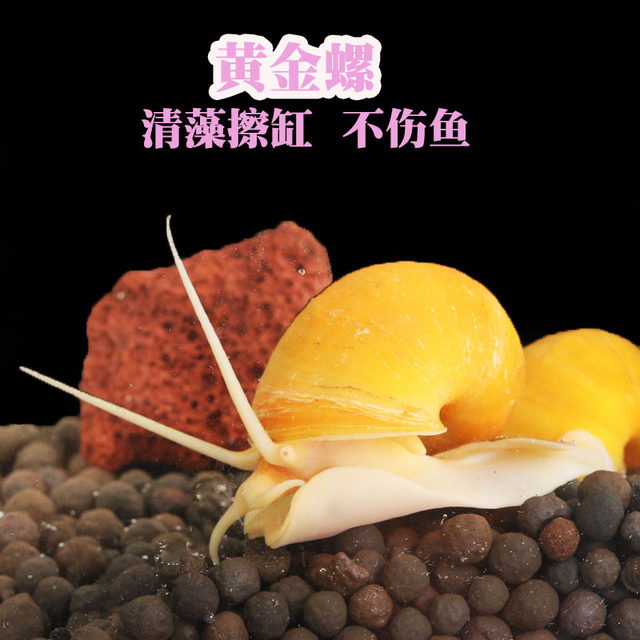 Golden snail apple snail fish tank algae removal snail ornamental snail ...