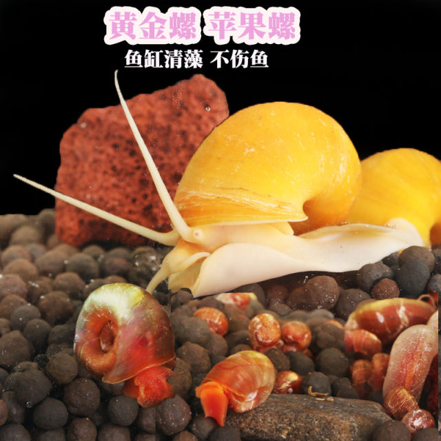 Golden snail apple snail fish tank algae removal snail ornamental snail ...