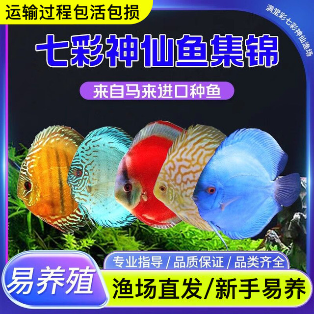 Fishing farm direct mail colorful angelfish tropical ornamental fish ...