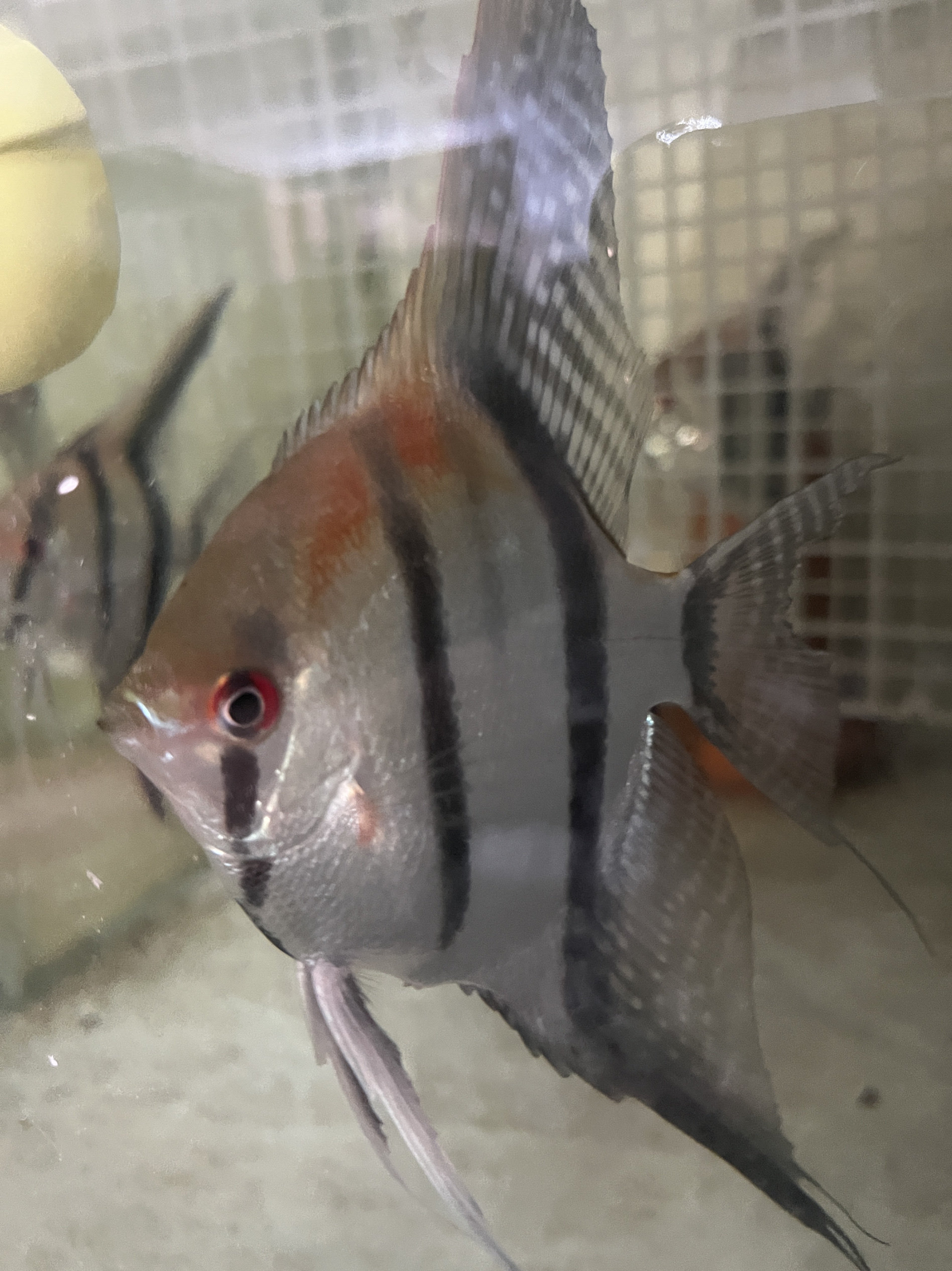 Red-backed Egyptian angelfish, Mormenska swallow fish, live tropical ...