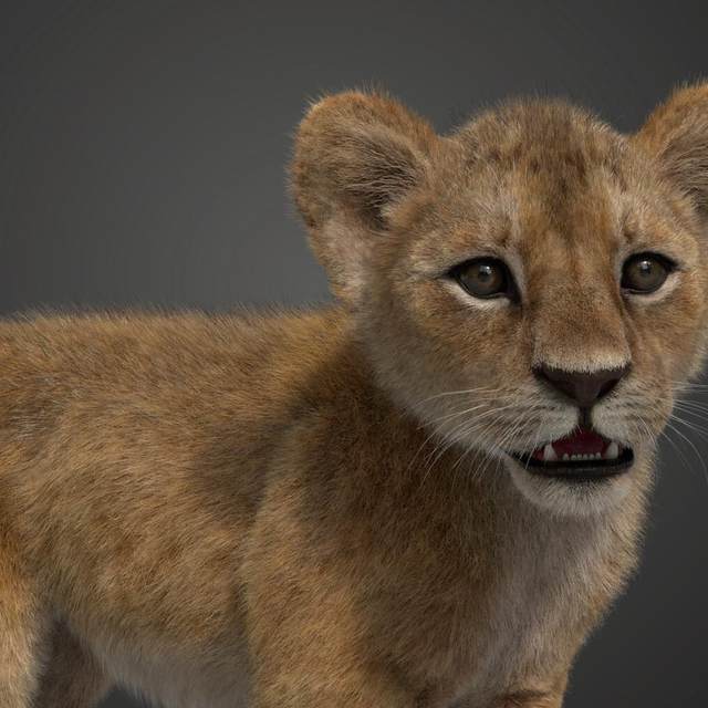 BLENDER Little Lion Cubic Model Lion Cub Animated VFX Grace