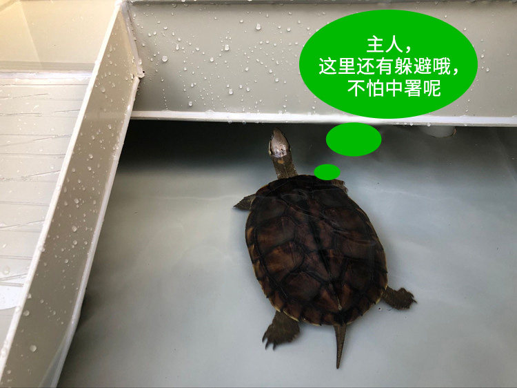 Large Plastic Turtle Tank - Ecological Grass Tank for Indoor Use