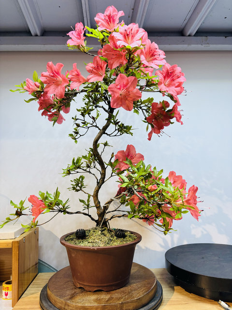Xinzhiyan Native Japanese Moon Rhododendron Mingmei Hui Hui Hui Bian Yueyue Yueyu Yucai Ji Hongji