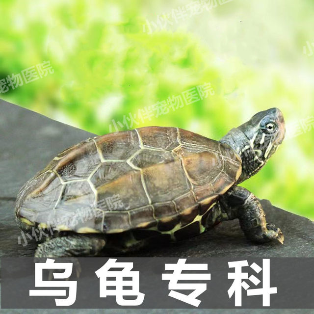 Pet doctor consultation 24 small turtle diseases consultation turtle ...
