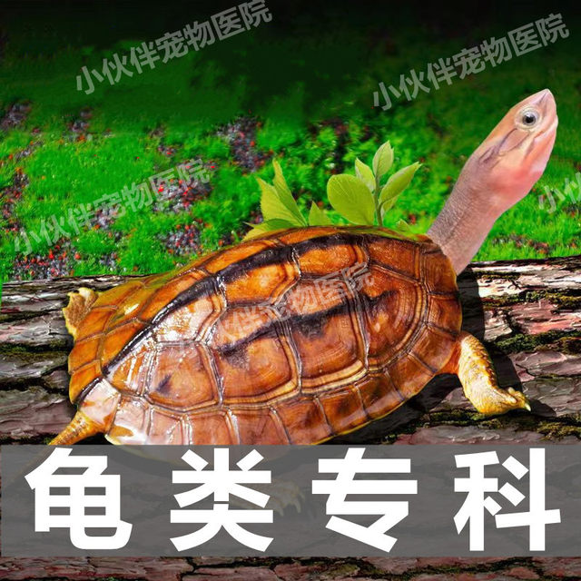 Turtle disease consultation Turtle diarrhea Turtle pneumonia Turtle ...
