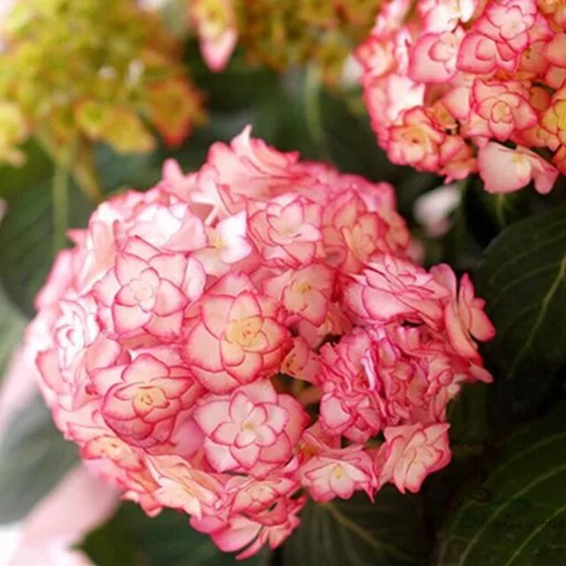 Three River Thousand Bird Hryage Ball Flower Miao Estration Ball Flower ...