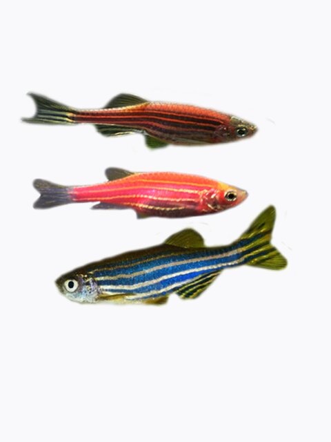 Fluorescent zebrafish fish green apple green zebra butterfly wings long ...