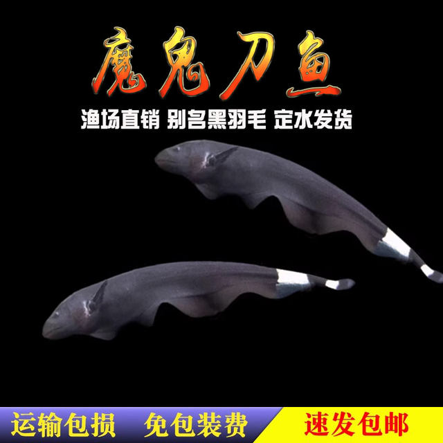 Devil swordfish black devil feather fish tropical fish ornamental fish ...