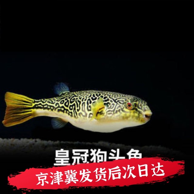 Tropical ornamental fish zebra dog head fish freshwater puffer fish fur ...