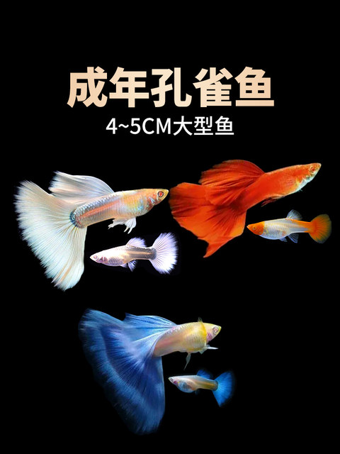 Guppies tropical fish fry ornamental fish small fish to survive and ...