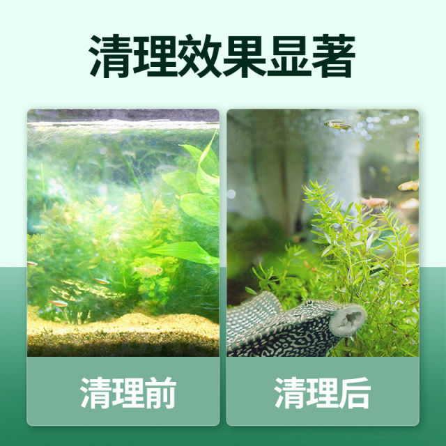 Scavenger fish tank cleaner golden moss rat ornamental fish resistant ...