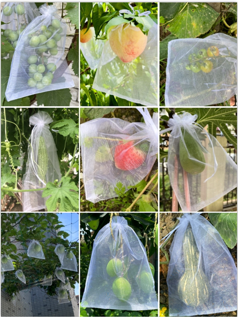 Fruit bagging, bird-proof and insect-proof special mesh bag, tomatoes ...