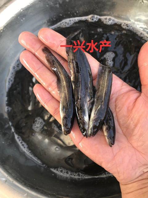 Southern largemouth catfish fry six-bearded catfish fry soil catfish ...